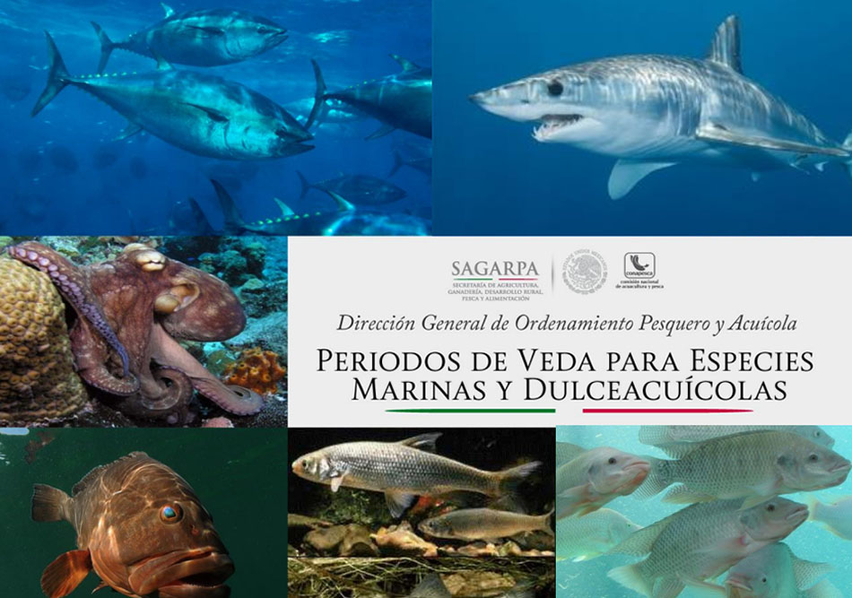 Periodos de veda para especies marinas y dulceacuícolas - Pesca en Directo