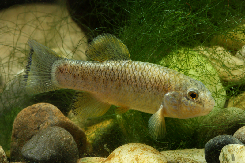 Cyprinodon pachycephalus, Bighead Pupfish - Pesca en Directo