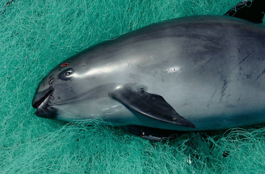 Amplía Gobierno Mexicano área De Refugio De La Vaquita Marina Phocoena