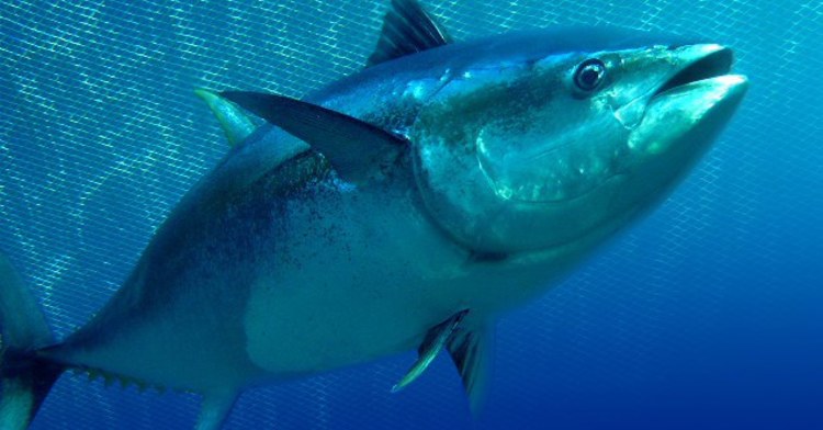 México cumple con captura sustentable de atún aleta azul (Thunnus ...