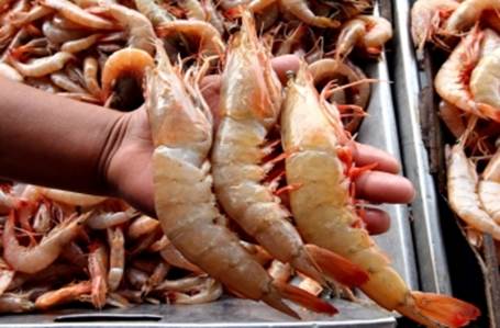 Entra veda temporal de todas las especies de camarón para 2019 en el ...