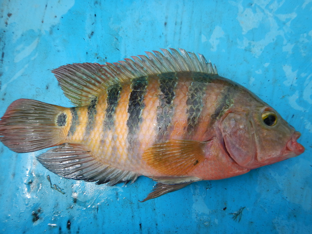Mi primo Sergio Cortés Torres, y la captura de una mojarra castarrica ...
